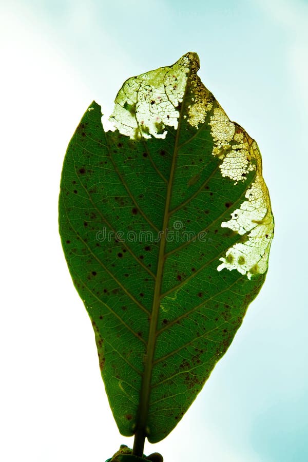 Single green leaf stock photo. Image of vein, beautiful - 87353040