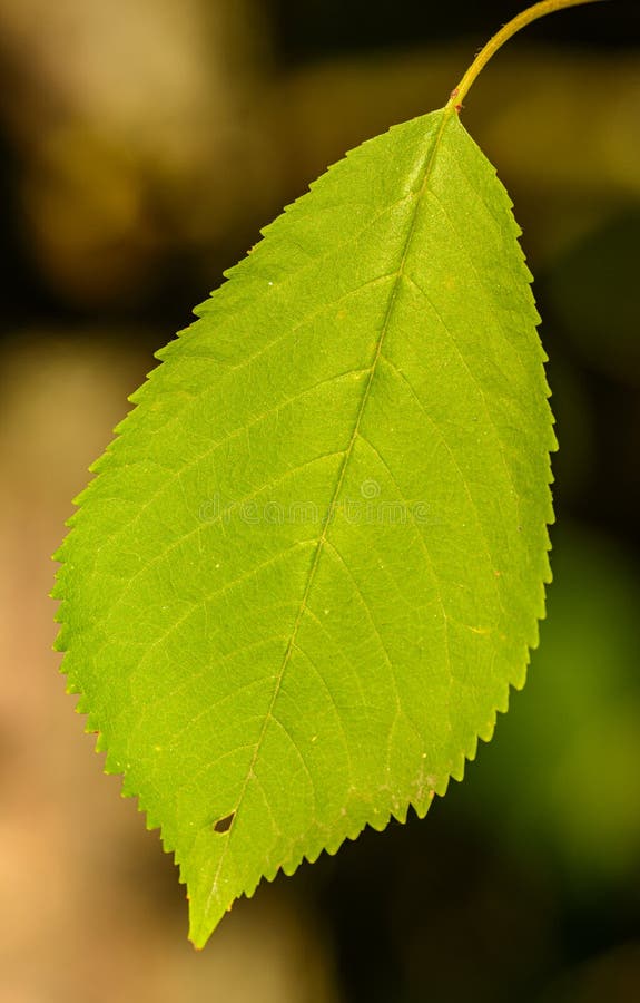 Single Green Leaf in Detail Stock Photo - Image of growth, macro: 168779800