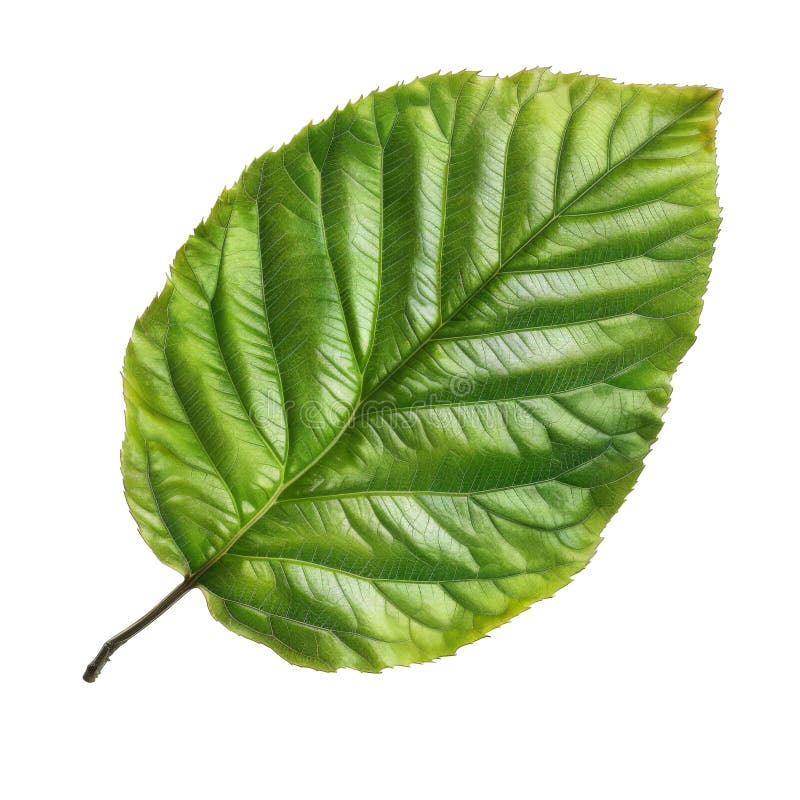 Single Green Leaf with Detailed Veins Stock Photo - Illustration of ...