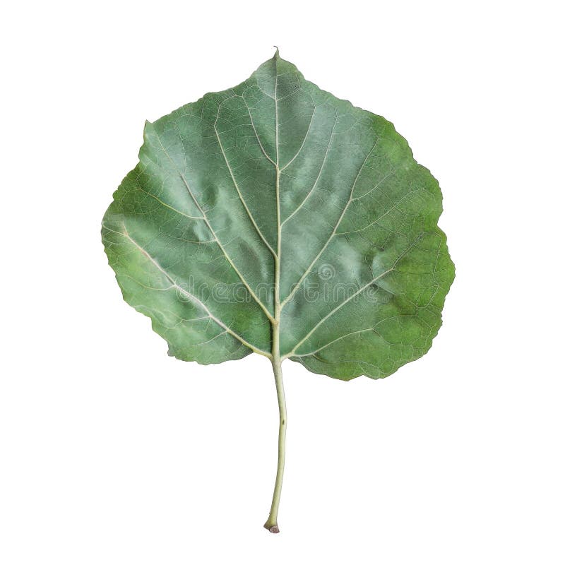 Single Green Leaf with Detailed Veins Against Stock Illustration ...