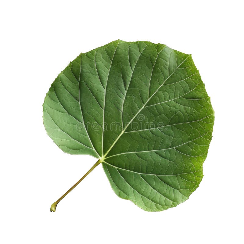 Single Green Leaf with Detailed Veins Against Black Background Stock ...