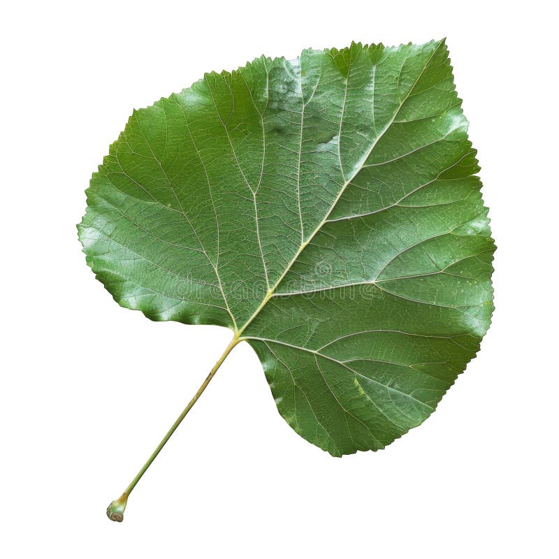 Single Green Leaf with Detailed Veins Isolated on Black Background ...