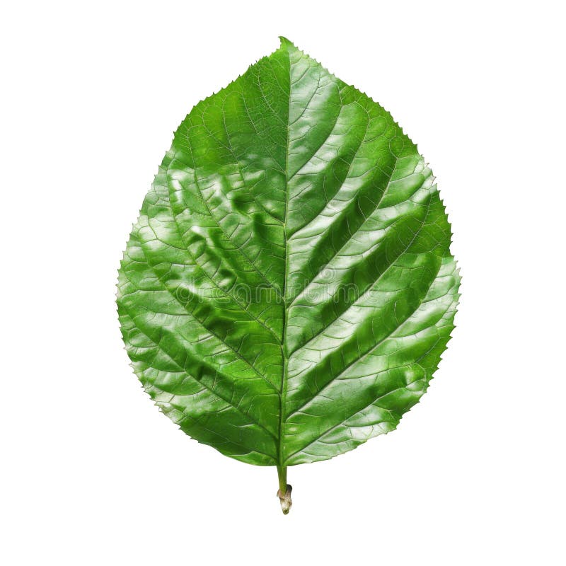 Single Green Leaf with Detailed Veins Isolated on Black Background ...