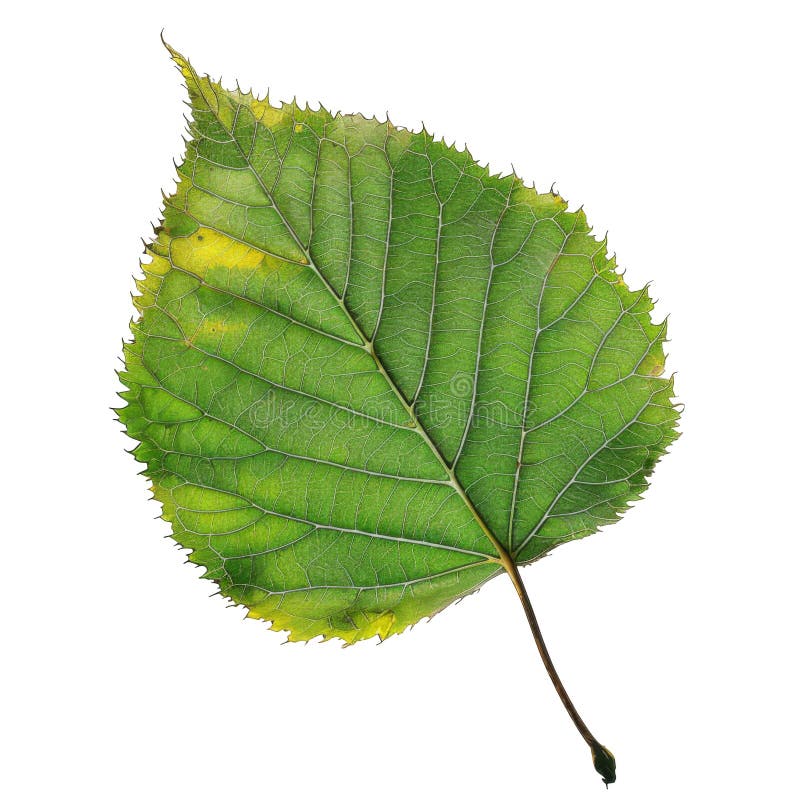 A Single Green Leaf with Detailed Veins and a Jagged Edge Stock Photo ...