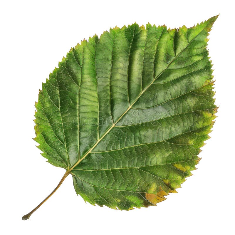 A Single Green Leaf with Detailed Veins and Jagged Edges Stock Image ...