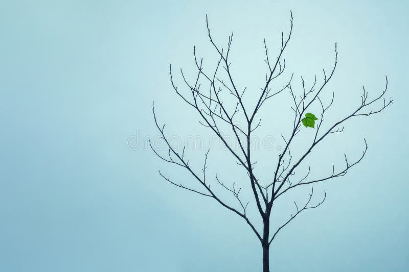 A Single Green Leaf on a Dry Tree. Space for Text. Stock Photo - Image ...