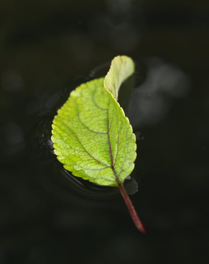 Green Leaf Floating in Water , a Drop of Water on Leaf , Reflection of ...