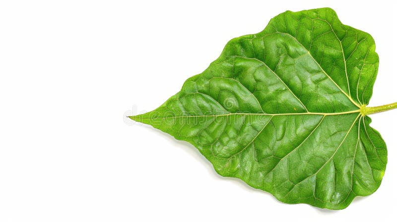 Single Green Leaf Isolated, Vibrant Green Leaf with Detailed Veins on ...