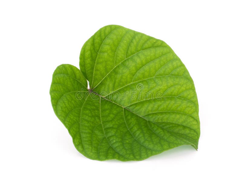 Single Old Green Tea Leaf Isolated on White Stock Photo - Image of ...