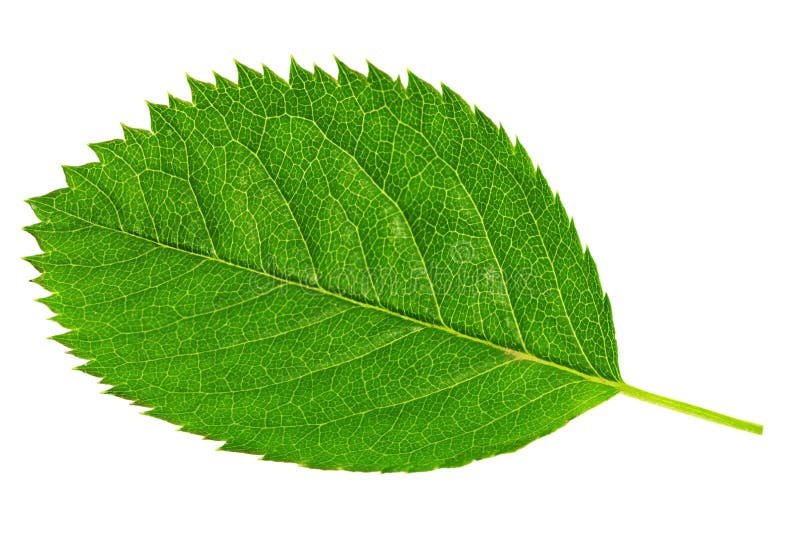 Single Green Leaf