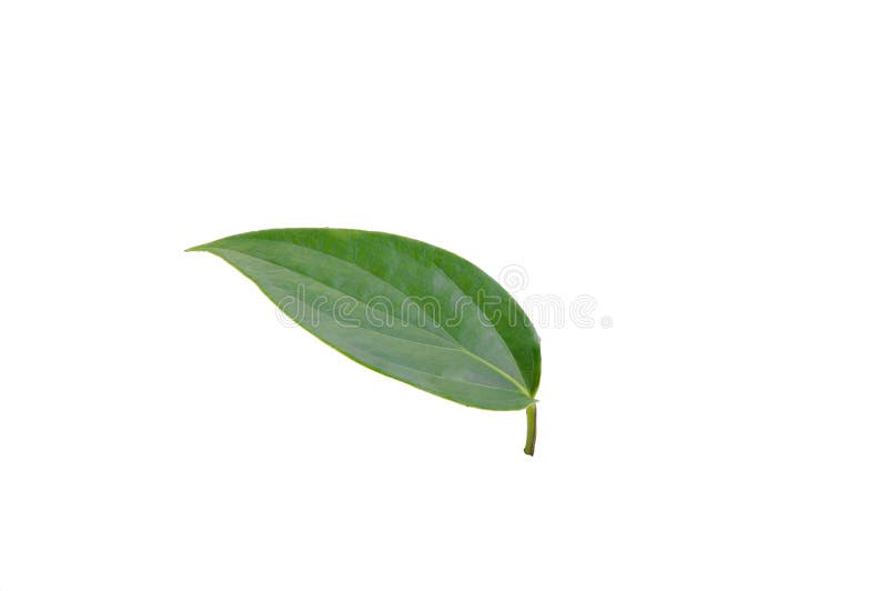 Single Green Leaf. the Leaf of a Tree are the Part that. Stock Photo ...