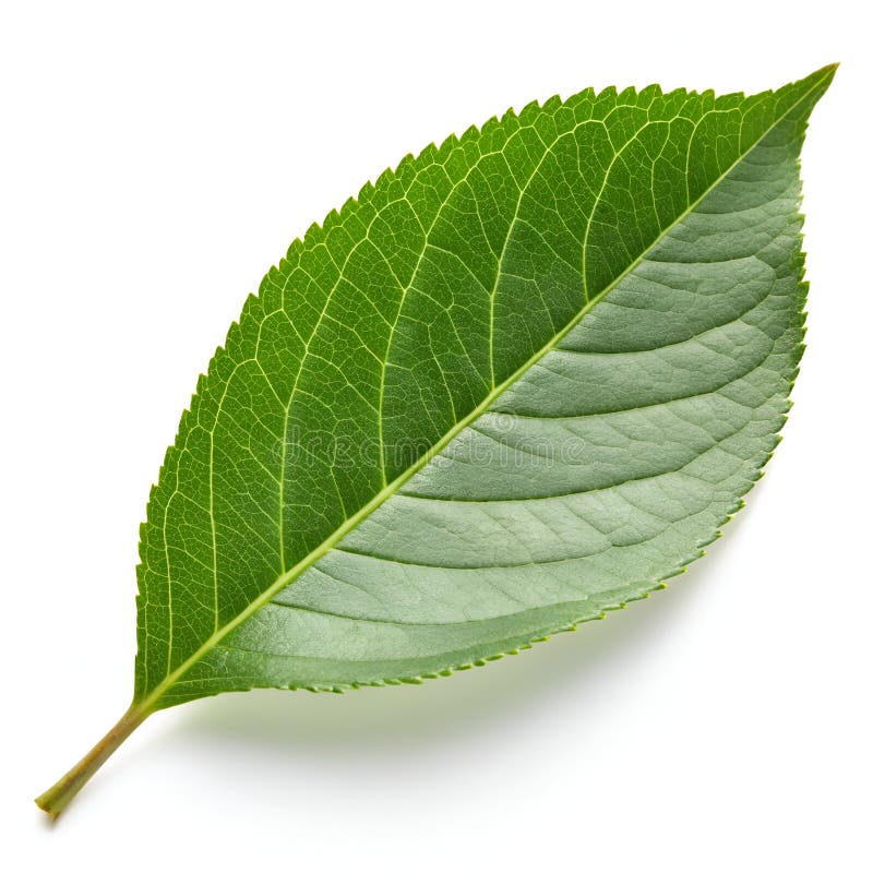 Single Green Leaf stock illustration. Illustration of green - 356300894