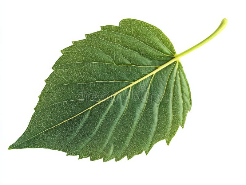 Single Green Leaf Isolated on White Background, Leaf Texture, Botany ...