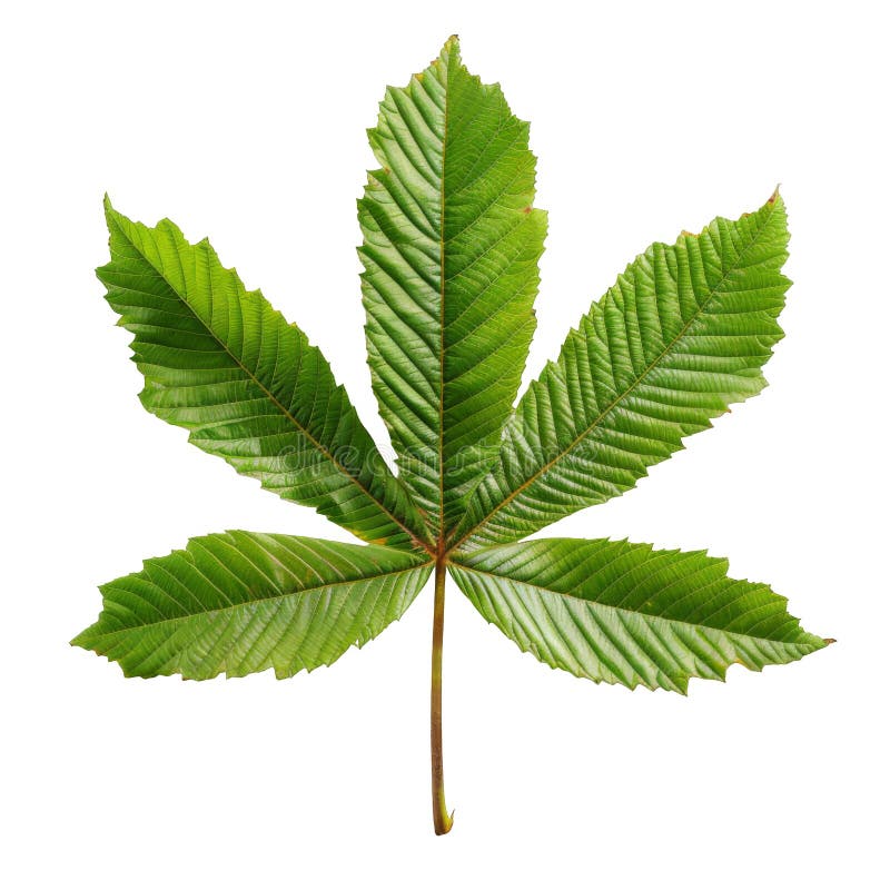 A Single Green Leaf with Seven Distinct Points and a Brown Stalk Stock ...