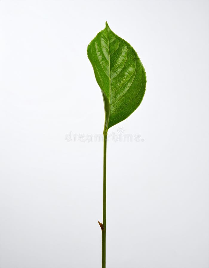 Single Green Leaf on Stem Against White Background Stock Illustration ...
