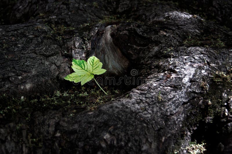 Single Green Leaf on a Textured Tree Bark, Highlighting Nature S ...