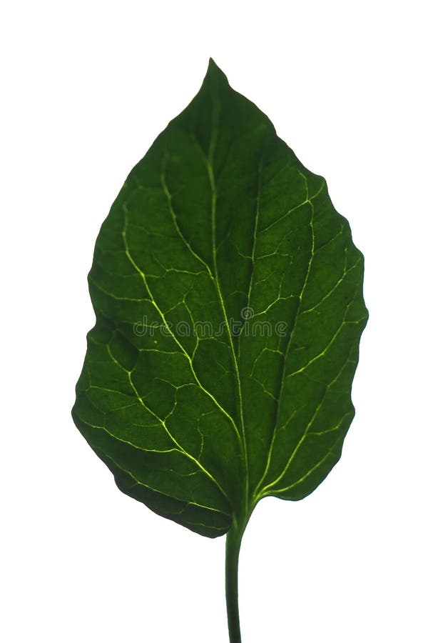 Single green leaf stock photo. Image of great, wood, leaf - 48854530