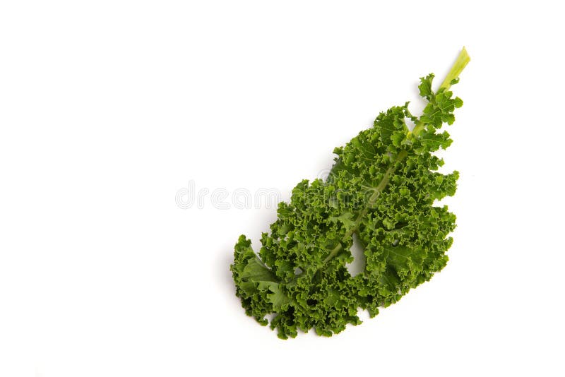 Single Kale or Leaf Cabbage Hardy Annual Green Vegetable Plant Left ...