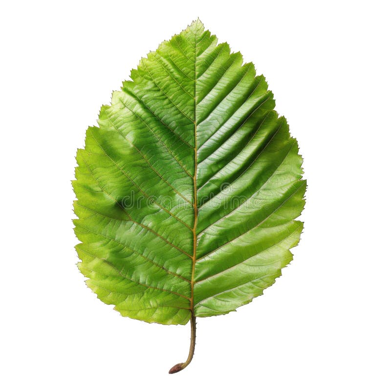 Single Green Leaf with Veins and Serrations Stock Photo - Illustration ...