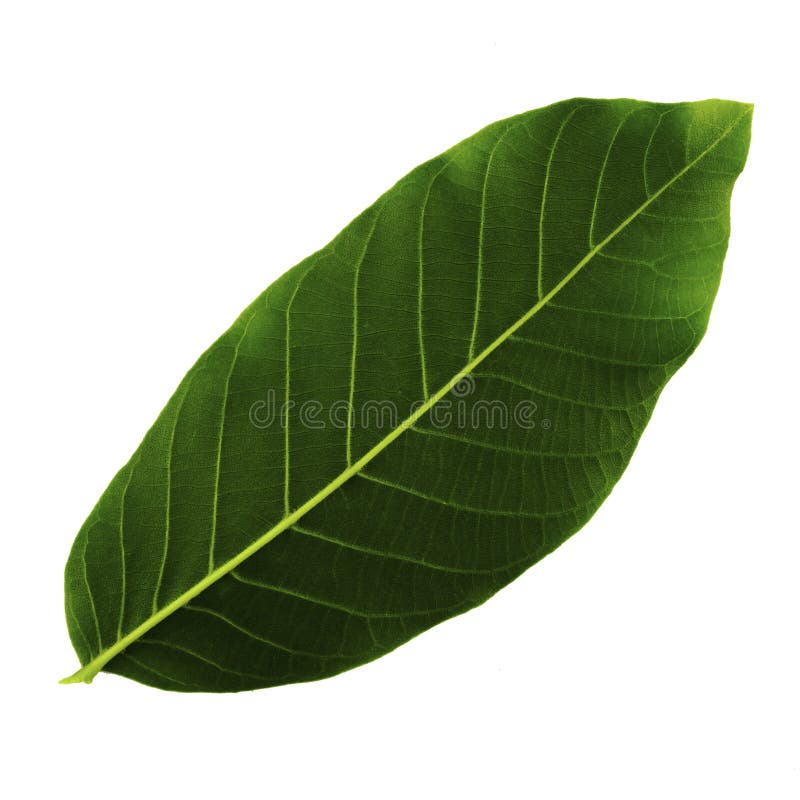 Single Green Leaf of Walnut Isolated on White Background, Bottom Side ...