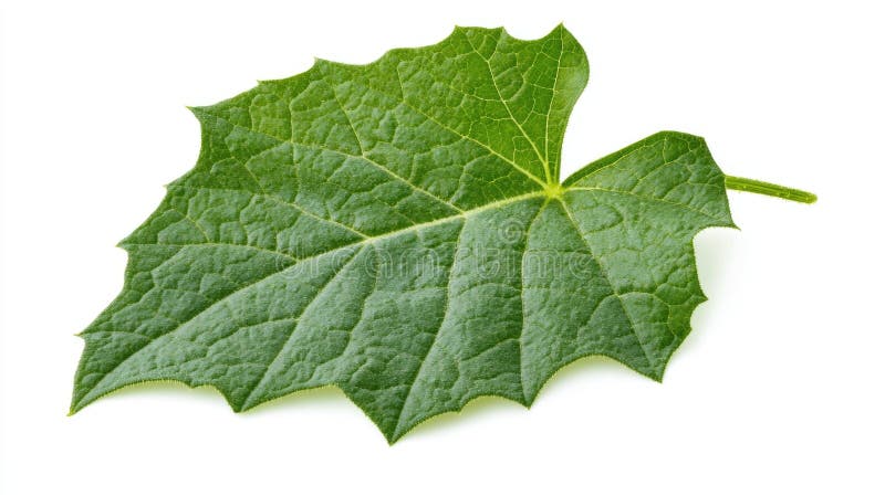 A Single Green Leaf on a White Surface Stock Image - Image of foliage ...