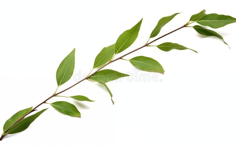 Single Green Leafy Branch with Simple Leaves on White Background Stock ...