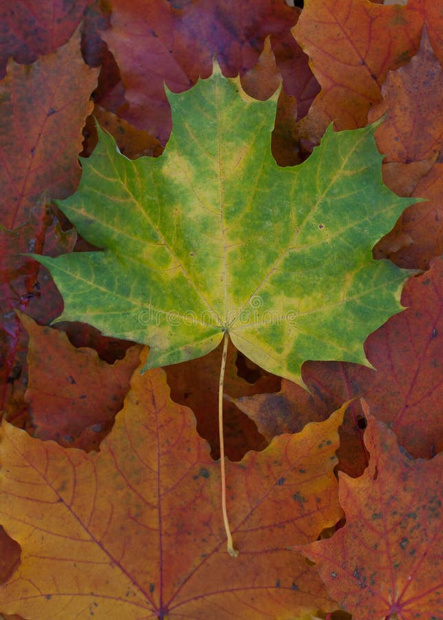 Single Green Leave on Autum Foliage Stock Image - Image of land, autumn ...