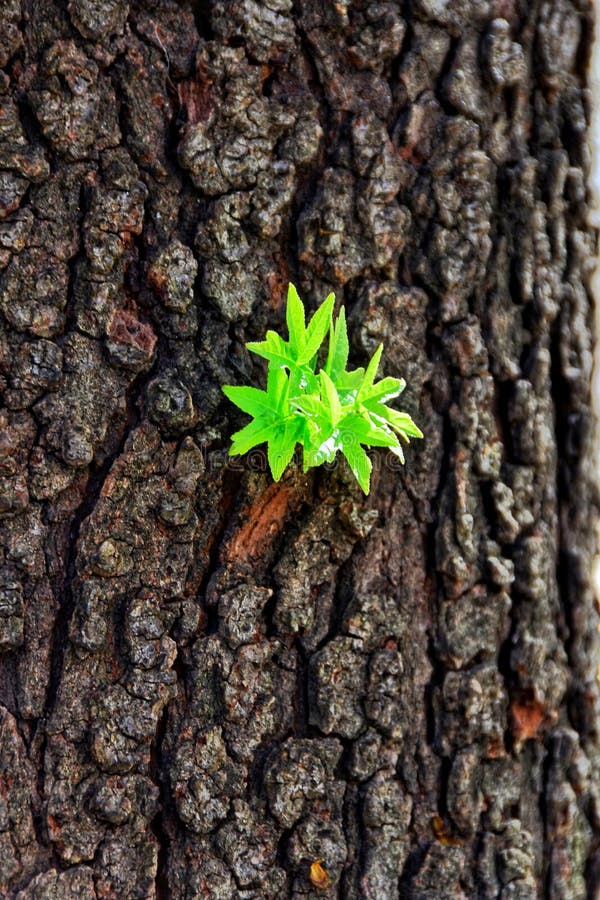 A single plant on the tree stock image. Image of alive - 117951447