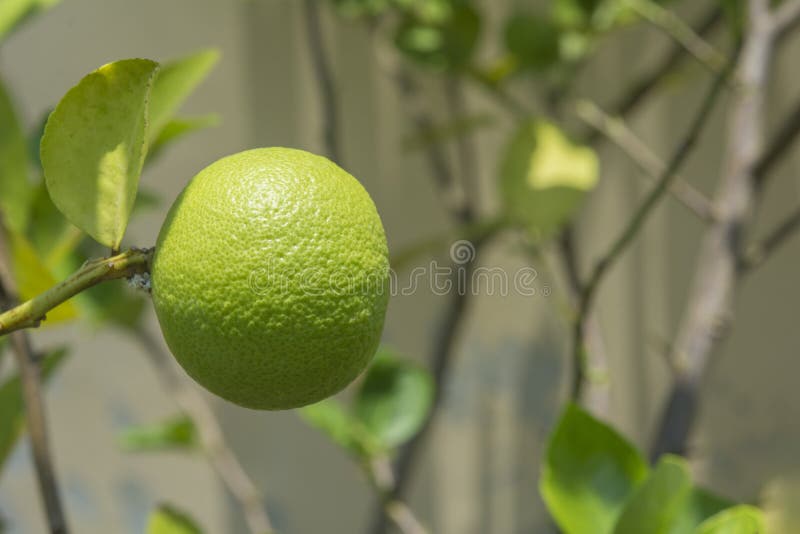 Single green lime on tree stock photo. Image of lime - 90261164