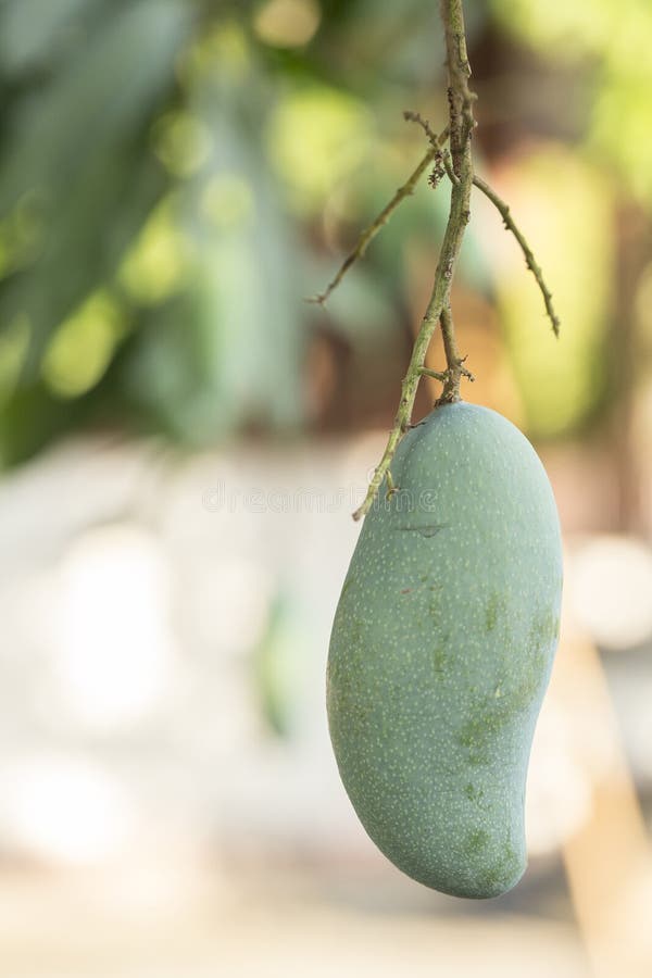 906 Single Green Mango Tree Stock Photos - Free & Royalty-Free Stock ...