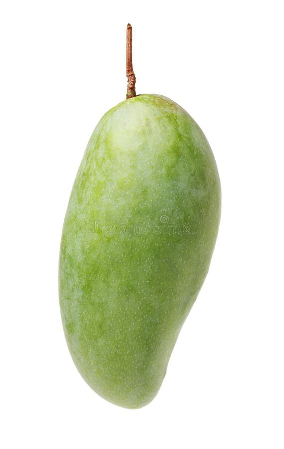 Single mango stock photo. Image of white, botany, flora - 20236670