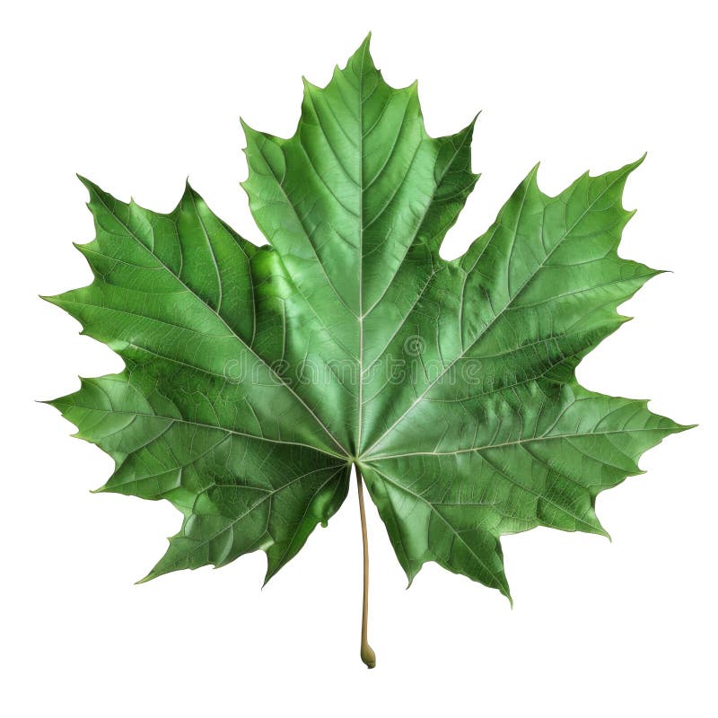 A Single Green Maple Leaf stock photo. Illustration of detail - 331151482