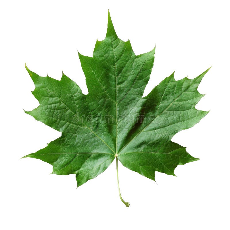 Single Green Maple Leaf stock image. Illustration of spring - 331152459