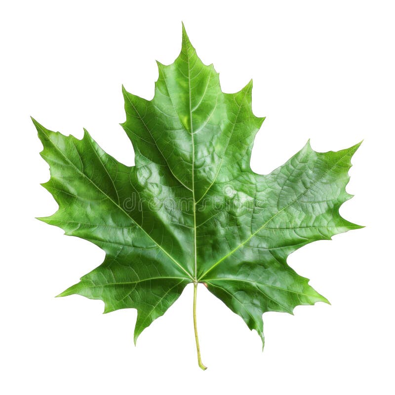 Single Green Maple Leaf Isolated Against Stock Photo - Illustration of ...
