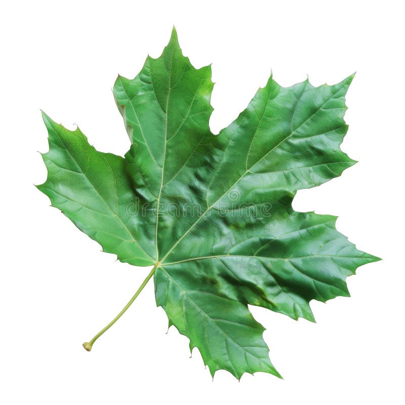 Single Green Maple Leaf Isolated on Black Background Stock Image ...