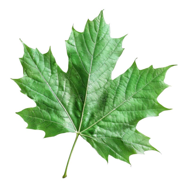 Single Green Maple Leaf with Prominent Veins Stock Photo - Illustration ...