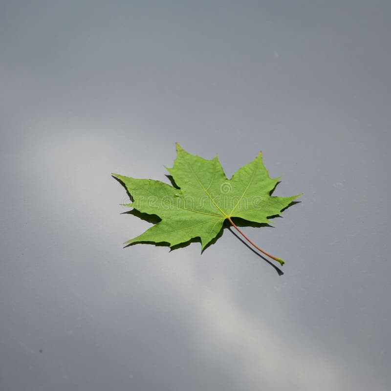A Single Green Maple Leaf Rests on a Smooth, Reflective Surface with ...