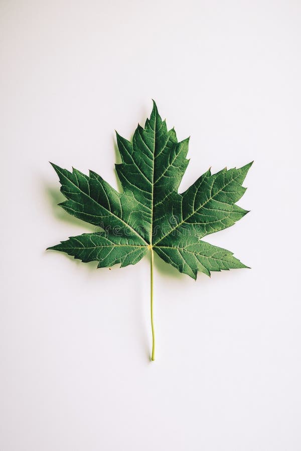 Single Green Maple Leaf on White Background Stock Illustration ...