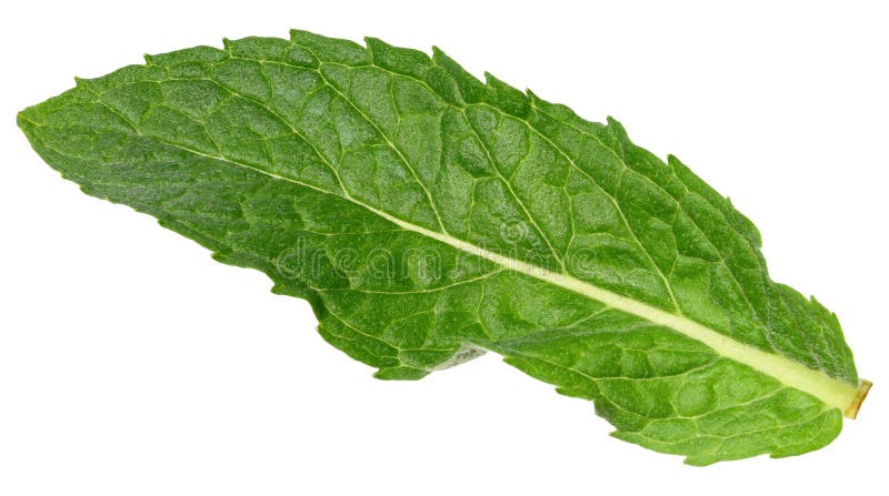 Single Green Mint Leaf Visible Veins Isolated Background Stock Photos ...