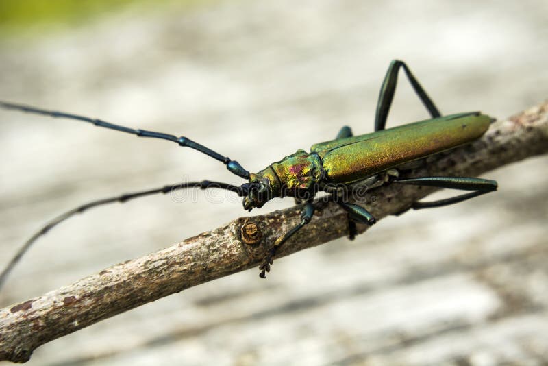 Green Musk Beetle on a Twig, Large Closeup Stock Photo - Image of ...