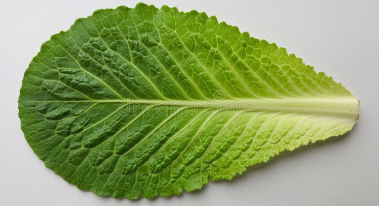 Single Green Napa Cabbage Leaf on White Background Stock Illustration ...