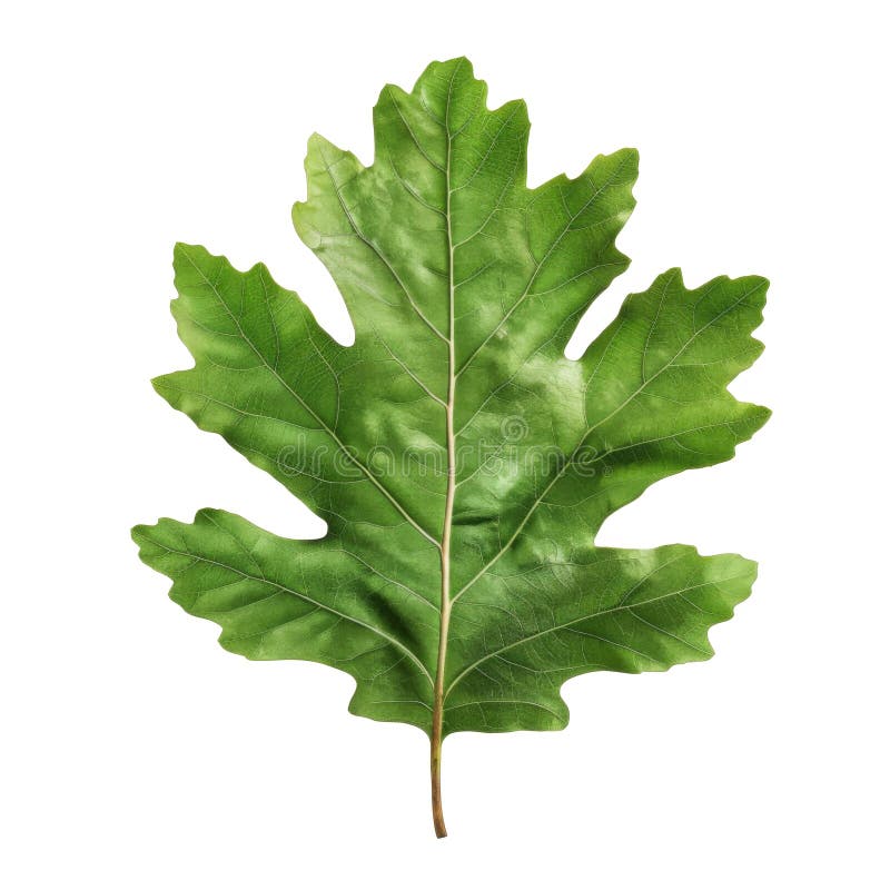 A Single Green Oak Leaf with Detailed Veining Against Stock Image ...