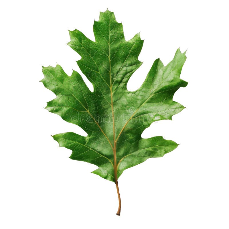 Single Green Oak Leaf Isolated on Black Background Stock Photo ...