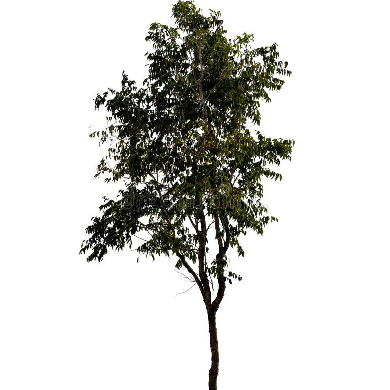 Single Green Oak Tree Isolated on a White Background Stock Photo - Image of people, isolation ...