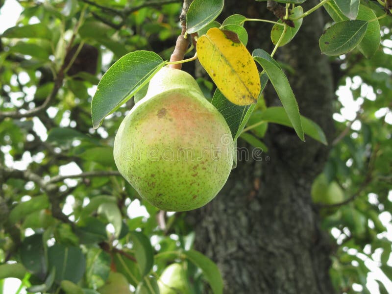 Single Green Pear Hanging on the Tree . Tuscany, Italy Stock Image ...