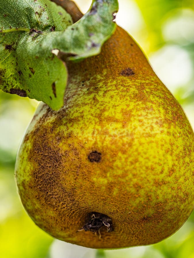 Single Green Pear on a Tree Stock Image - Image of summer, green: 155417115