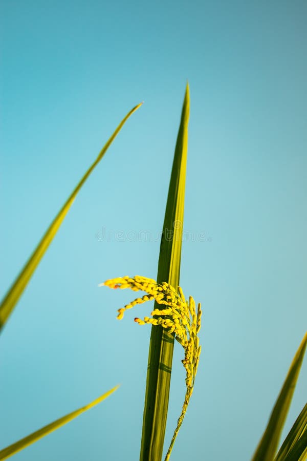 1,062 Single Rice Plant Stock Photos - Free & Royalty-Free Stock Photos ...