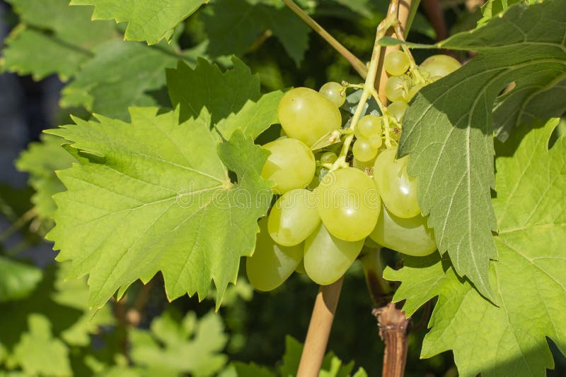 Single Green Ripe Bunch of Grapes Hanging on a Vine Stock Image - Image ...