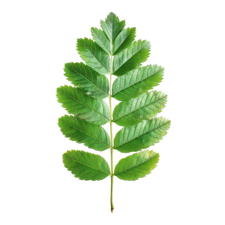 A Single Green Rowan Leaf Against a Black Background Stock Image ...