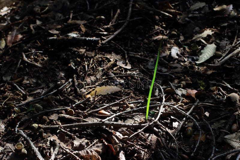 A single green shoot stock image. Image of trust, vegetation - 90260833